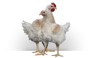 Rowan Range | Aviagen