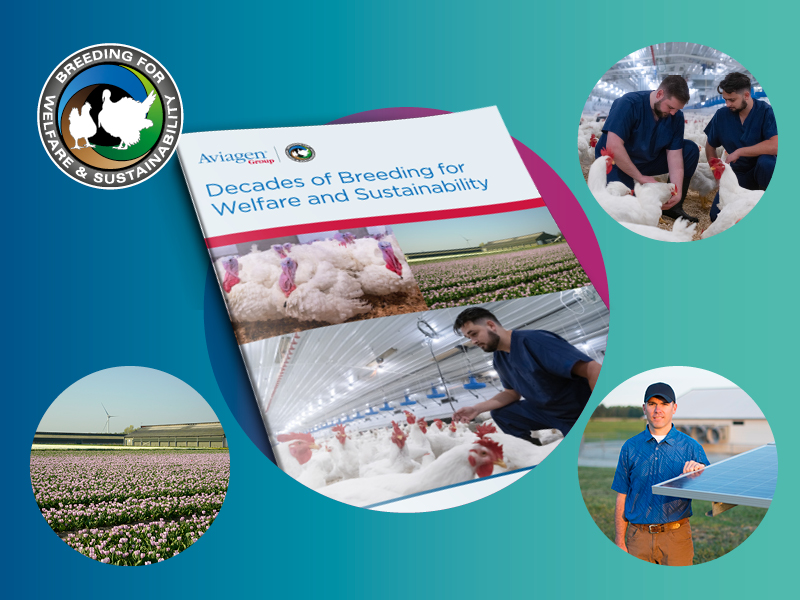 Decades of breeding for welfare and sustainability | Aviagen